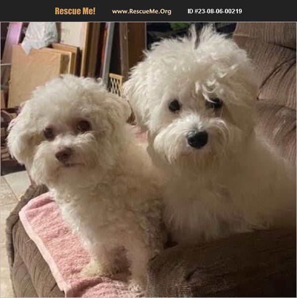 ADOPT 23080600219 ~ Maltese Rescue ~ Tulsa, OK