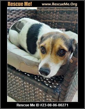 - Florida Jack Russell Rescue - ADOPTIONS - Rescue Me!