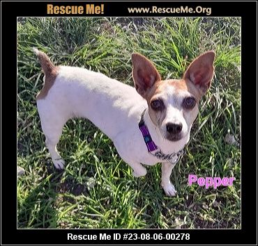 - Florida Jack Russell Rescue - ADOPTIONS - Rescue Me!