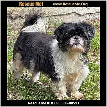 - Florida Shih Tzu Rescue - ADOPTIONS - Rescue Me!