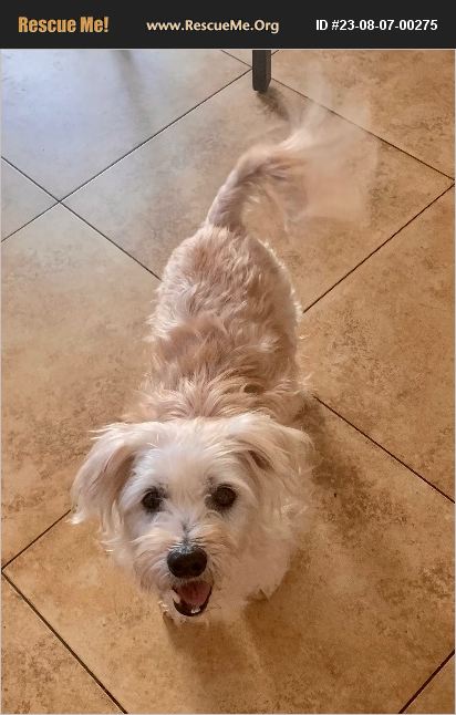 ADOPT 23080700275 ~ Maltese Rescue ~ Tucson, AZ