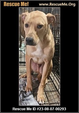 - New York Dog Rescue - ADOPTIONS - Rescue Me!