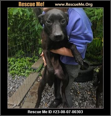 - New York Dog Rescue - ADOPTIONS - Rescue Me!