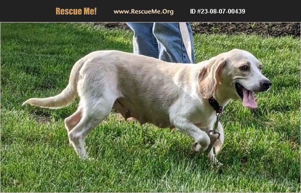 ADOPT 23080700439 ~ Beagle Rescue ~ Wayne County, PA