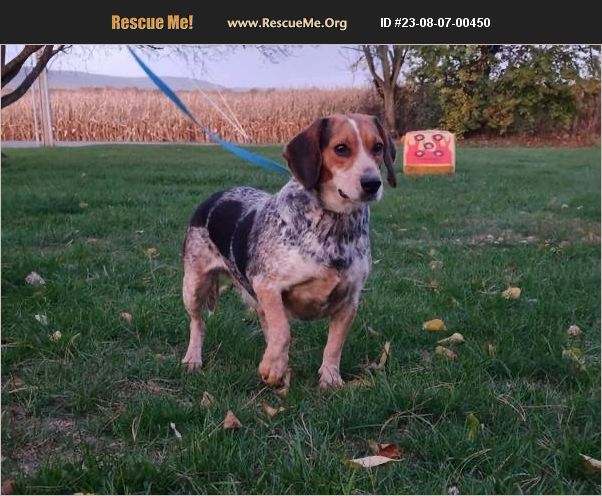 ADOPT 23080700450 ~ Beagle Rescue ~ Wayne County, PA