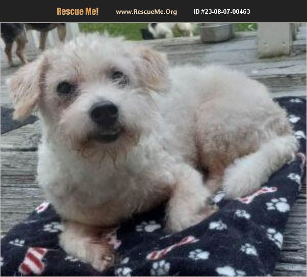 ADOPT 23080700463 ~ Maltese Rescue ~ Raleigh, NC