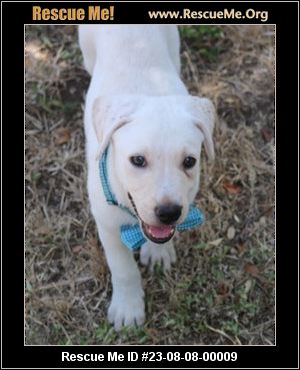 - Texas Border Collie Rescue - ADOPTIONS - Rescue Me!