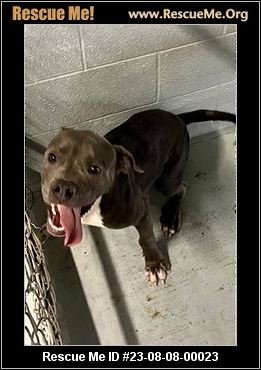 - Arizona Pit Bull Rescue - ADOPTIONS - Rescue Me!