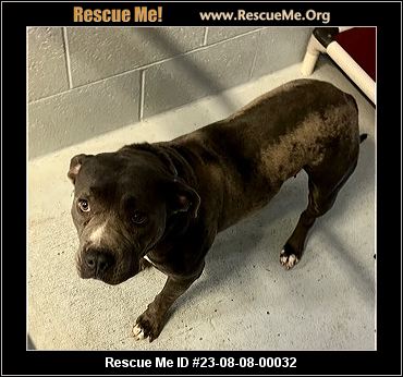 - Arizona Pit Bull Rescue - ADOPTIONS - Rescue Me!