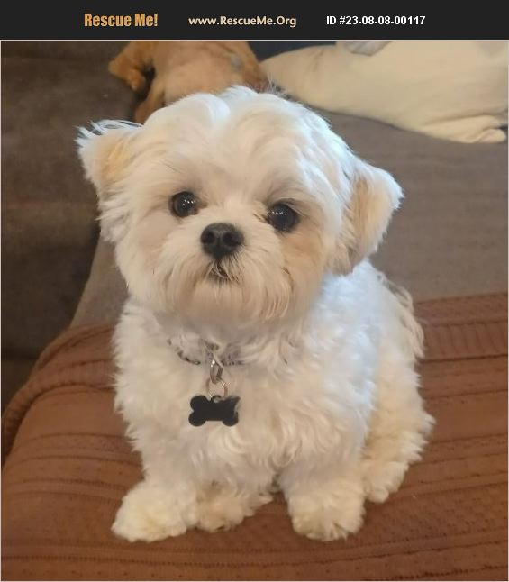 ADOPT 23080800117 ~ Maltese Rescue ~ Lisbon, IA