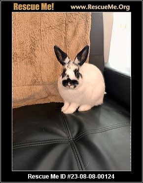 - Pennsylvania Rabbit Rescue - ADOPTIONS - Rescue Me!
