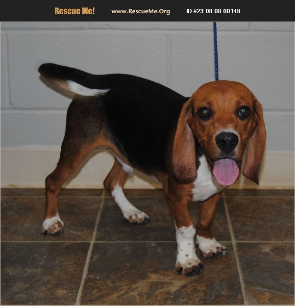 ADOPT 23080800148 ~ Beagle Rescue ~ Parsons, KS