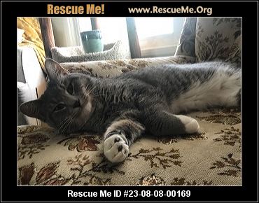 - Michigan Cat Rescue - ADOPTIONS - Rescue Me!