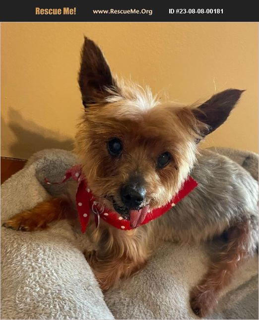 ADOPT 23080800181 ~ Yorkie Rescue ~ Los Angeles, CA