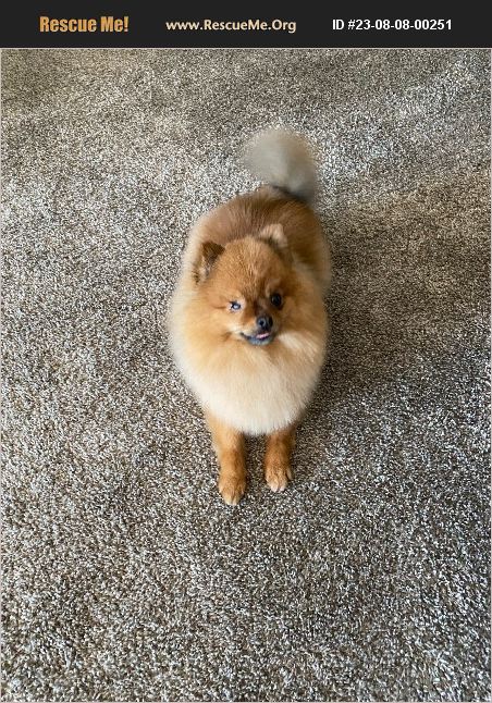 ADOPT 23080800251 ~ Pomeranian Rescue ~ Seabrook, TX