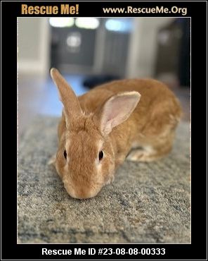 - California Rabbit Rescue - ADOPTIONS - Rescue Me!