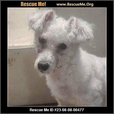- North Carolina Maltese Rescue - ADOPTIONS - Rescue Me!