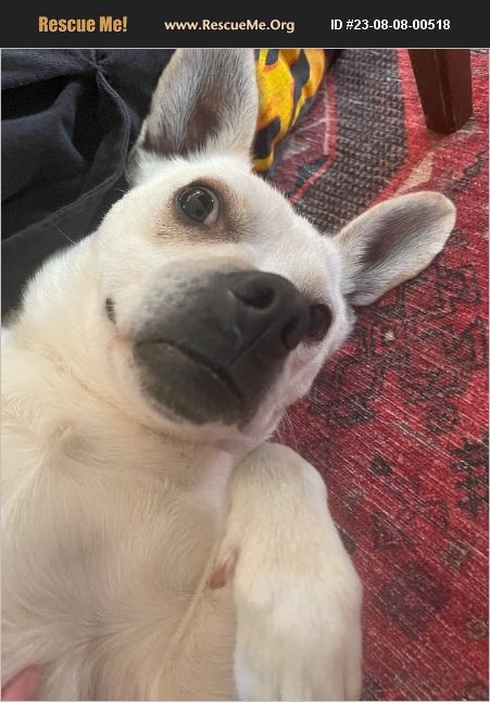 ADOPT 23080800518 ~ Pug Rescue ~ Raleigh, NC