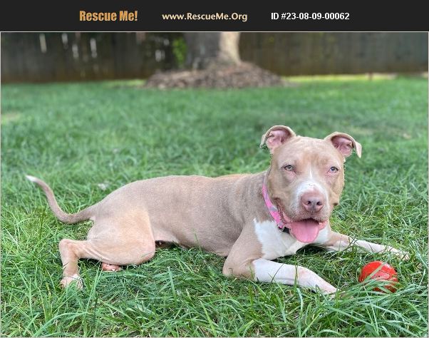 ADOPT 23080900062 ~ Pit Bull Rescue ~ Charlotte, NC