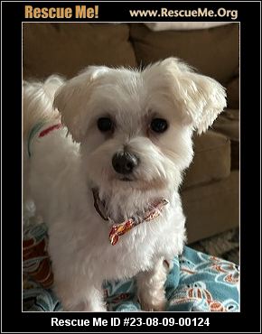 - Florida Maltese Rescue - ADOPTIONS - Rescue Me!