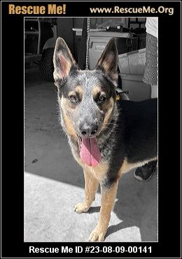 - Texas German Shepherd Rescue - ADOPTIONS - Rescue Me!