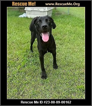 - South Carolina Dog Rescue - ADOPTIONS - Rescue Me!