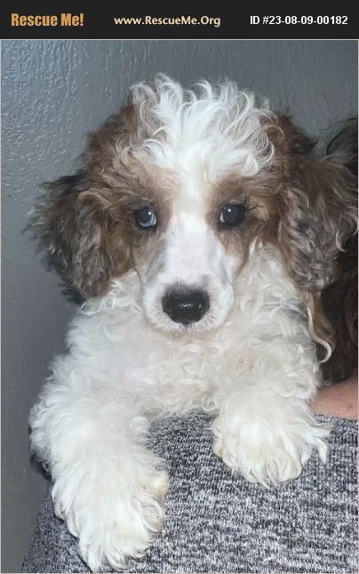 ADOPT 23080900182 ~ Poodle Rescue ~ New Castle, PA