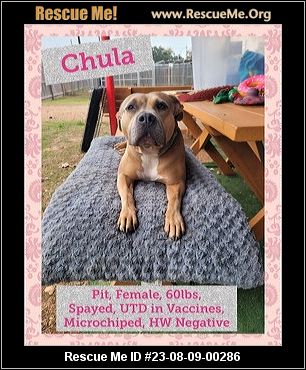 - Texas Pit Bull Rescue - ADOPTIONS - Rescue Me!