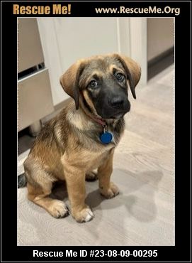 - New York Dog Rescue - ADOPTIONS - Rescue Me!