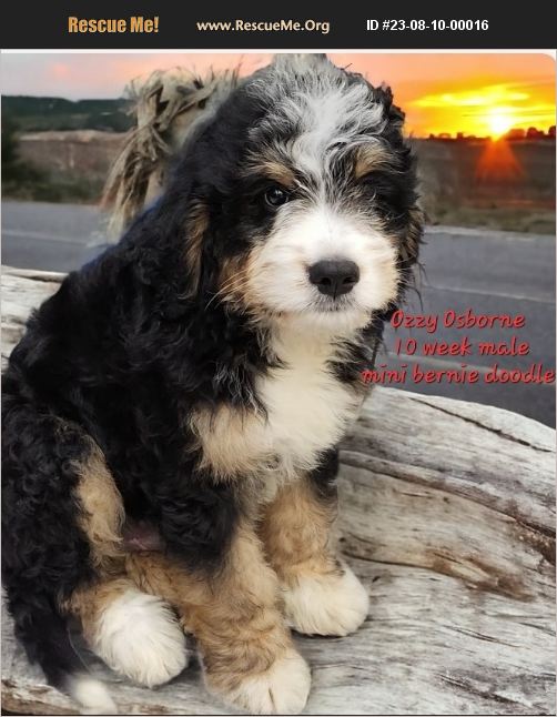 ADOPT 23081000016 ~ Bernese Mountain Dog Rescue ~ Marengo, IL