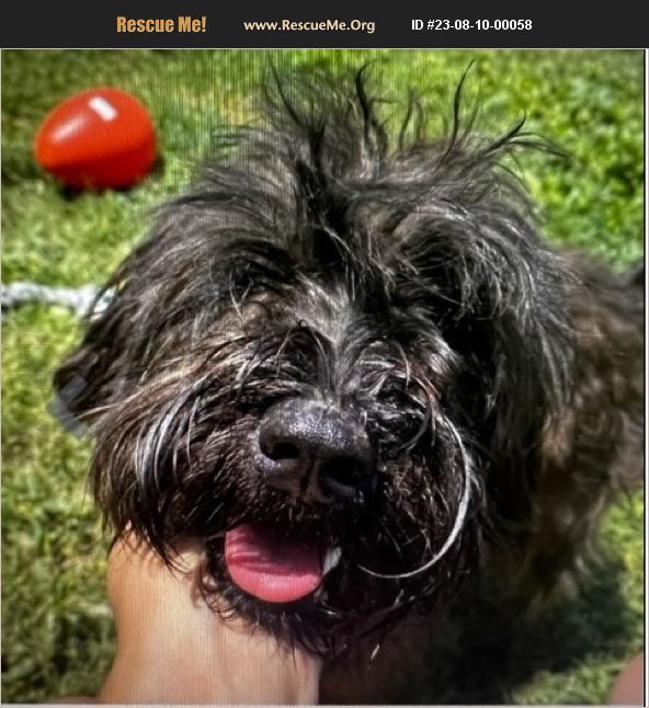 ADOPT 23081000058 ~ Shih Tzu Rescue ~ Thompson Falls, MT
