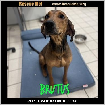 - West Virginia Dog Rescue - ADOPTIONS - Rescue Me!