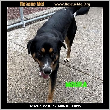 - West Virginia Dog Rescue - ADOPTIONS - Rescue Me!