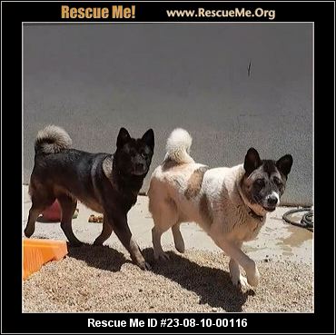- California Akita Rescue - ADOPTIONS - Rescue Me!