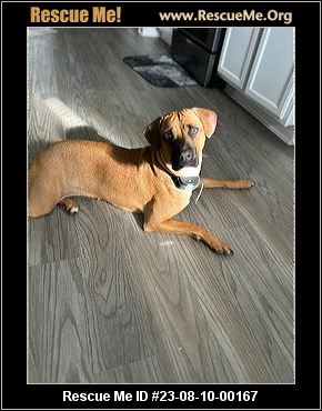 - Florida Rhodesian Ridgeback Rescue - ADOPTIONS - Rescue Me!