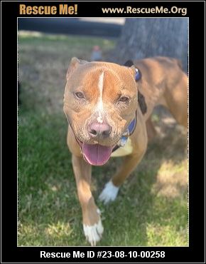 - California Pit Bull Rescue - ADOPTIONS - Rescue Me!