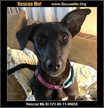 - D.C. Dog Rescue - ADOPTIONS - Rescue Me!