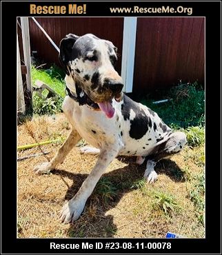 - Texas Great Dane Rescue - ADOPTIONS - Rescue Me!