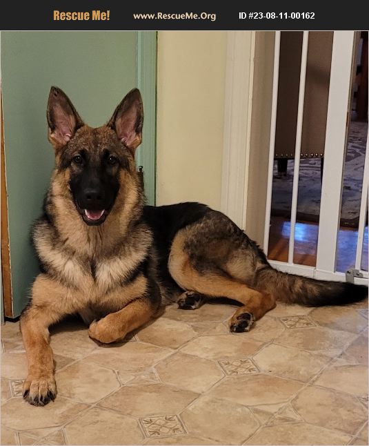 ADOPT 23081100162 ~ German Shepherd Rescue ~ Waterbury, CT