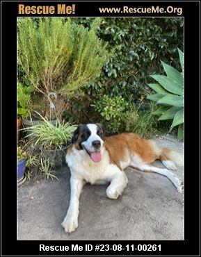 - California Saint Bernard Rescue - ADOPTIONS - Rescue Me!