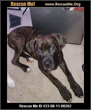 - Georgia Boxer Rescue - ADOPTIONS - Rescue Me!