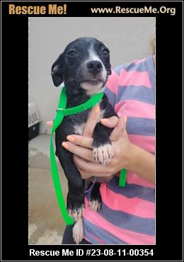 - Florida Jack Russell Rescue - ADOPTIONS - Rescue Me!