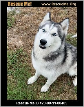 - Florida Siberian Husky Rescue - ADOPTIONS - Rescue Me!