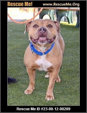- California Pit Bull Rescue - ADOPTIONS - Rescue Me!
