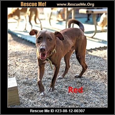 - Minnesota Dog Rescue - ADOPTIONS - Rescue Me!