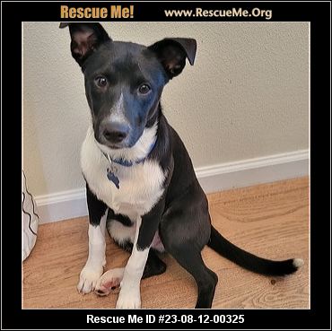 - Florida Border Collie Rescue - ADOPTIONS - Rescue Me!