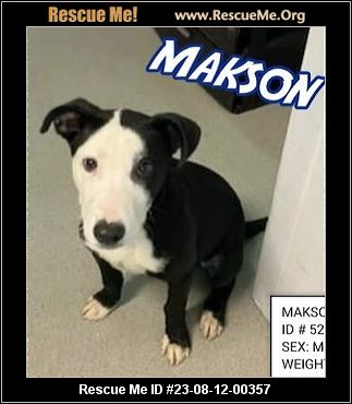 - Virginia Corgi Rescue - ADOPTIONS - Rescue Me!