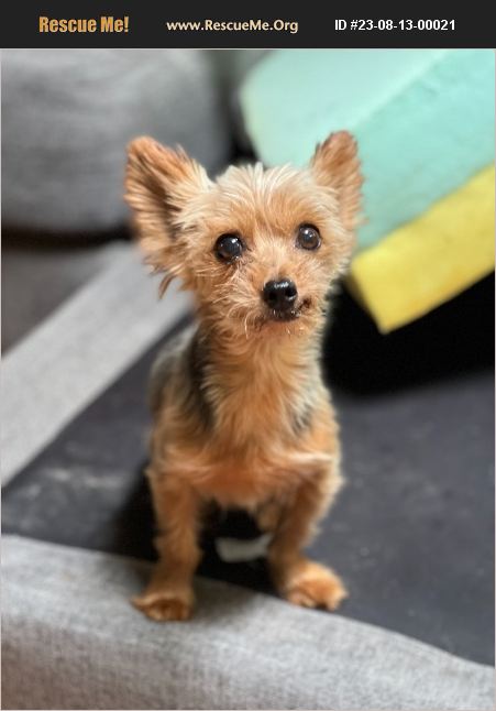 ADOPT 23081300021 ~ Yorkie Rescue ~ Scottsdale, AZ