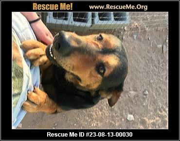 - Texas Rottweiler Rescue - ADOPTIONS - Rescue Me!