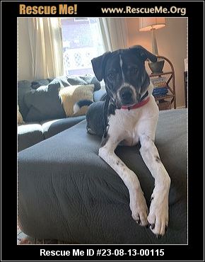 - Ohio Siberian Husky Rescue - ADOPTIONS - Rescue Me!